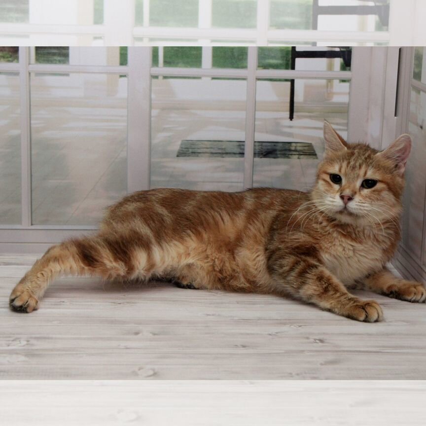 Курильский бобтейл короткошёрстный, взрослая кошка