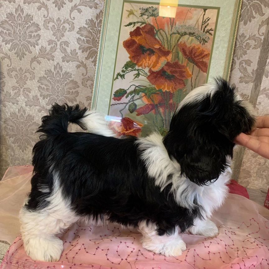 Щенки ши -тцу