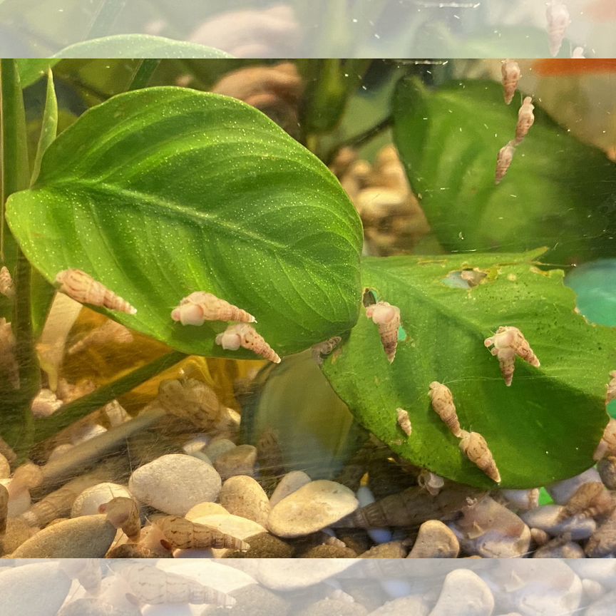 Отдам улиток аквариумных