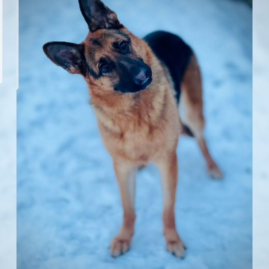 Немецкая овчарка, взрослая собака