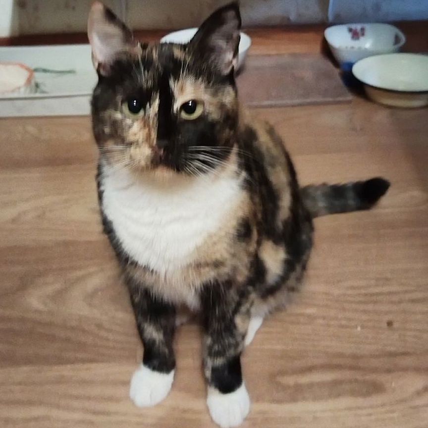 Кошечка Рита