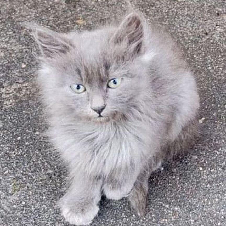 Котёнок -домовёнок Кузя ищет дом
