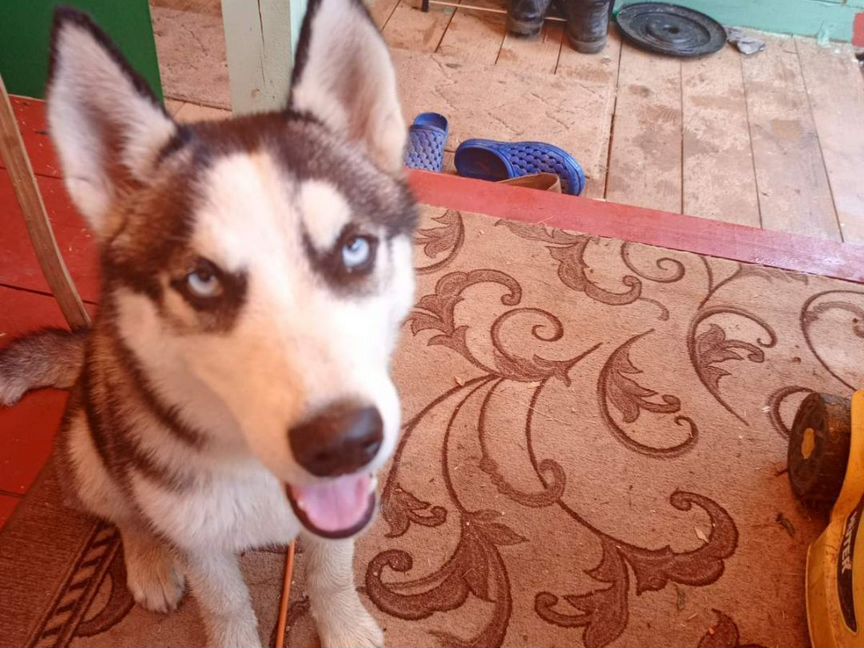 Найден щенок Хаски