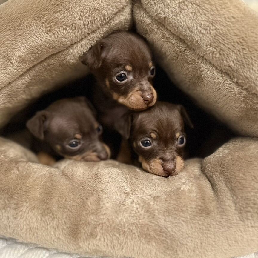 Той-терьер щенки