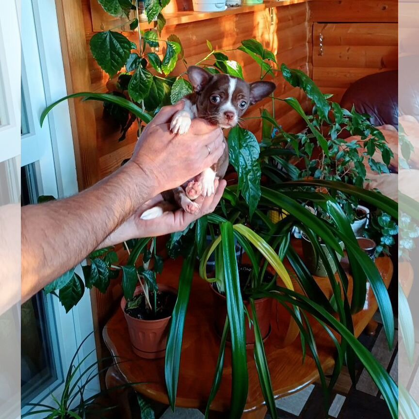 Чихуахуа, щенок