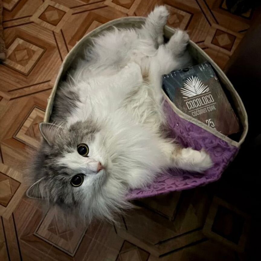 Сибирская, взрослая кошка