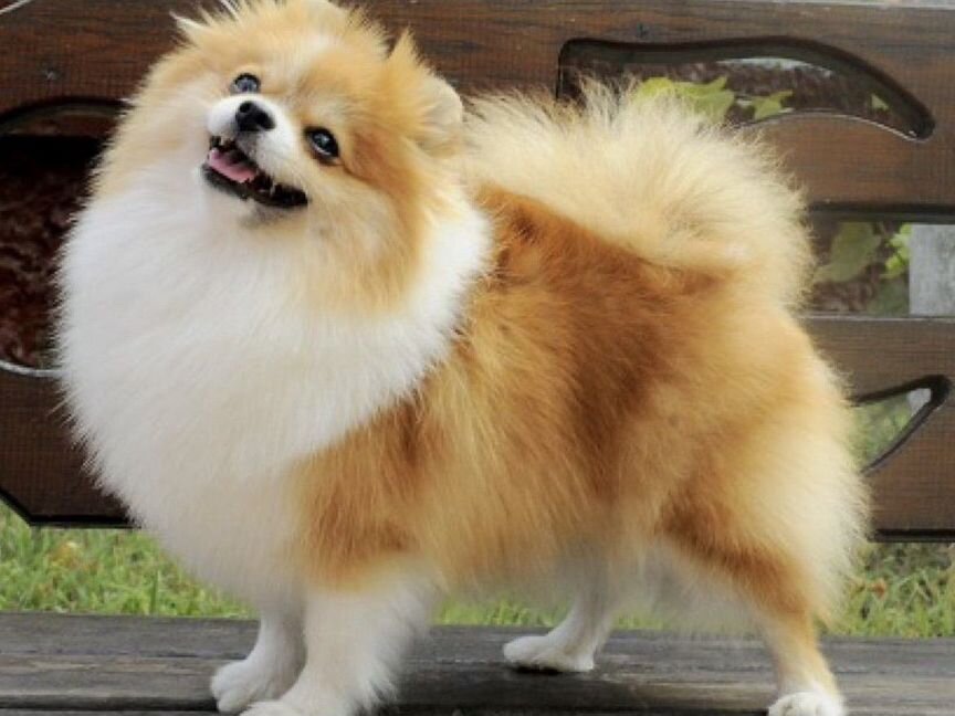 Померанский шпиц девочка