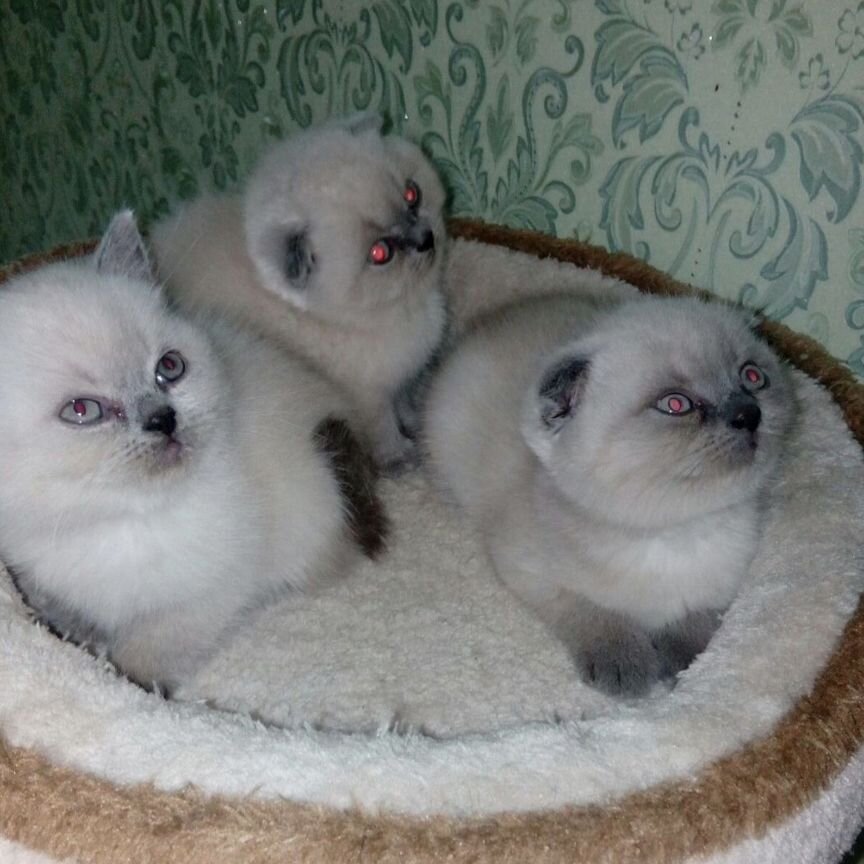 Шотландский вислоухий короткошёрстный котёнок