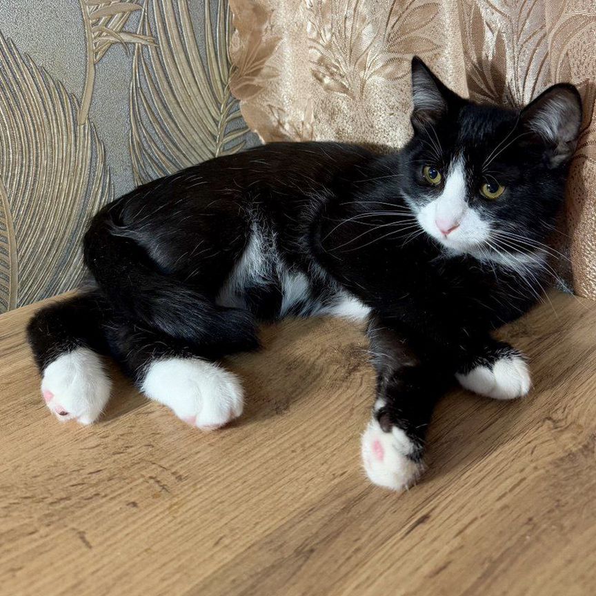 Котёнок в добрые руки