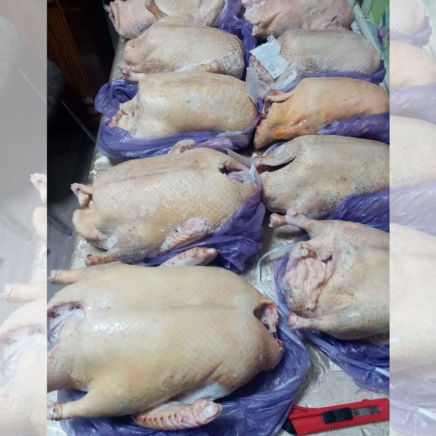 Продам мясо индоутки