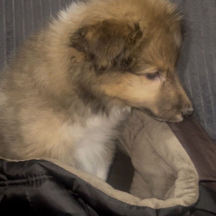 Шелти, щенок