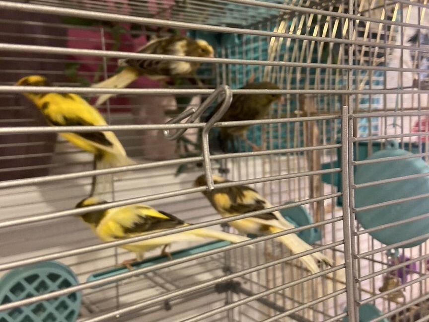 Кенара канарейки