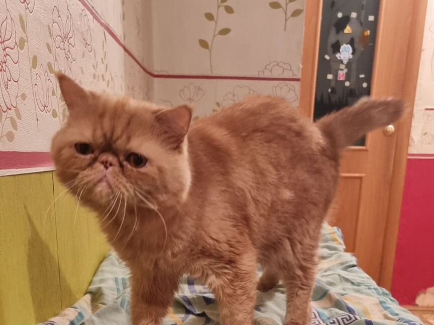 Экзотический рыжий котик