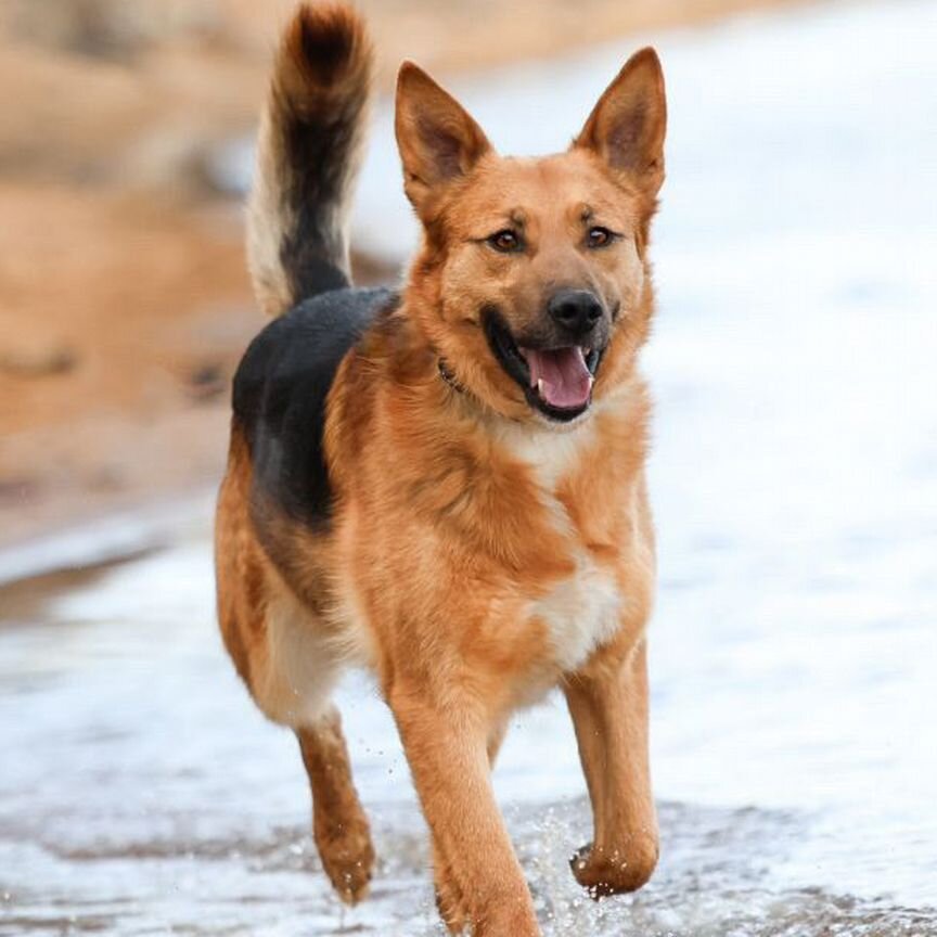 Активная собака в добрые руки