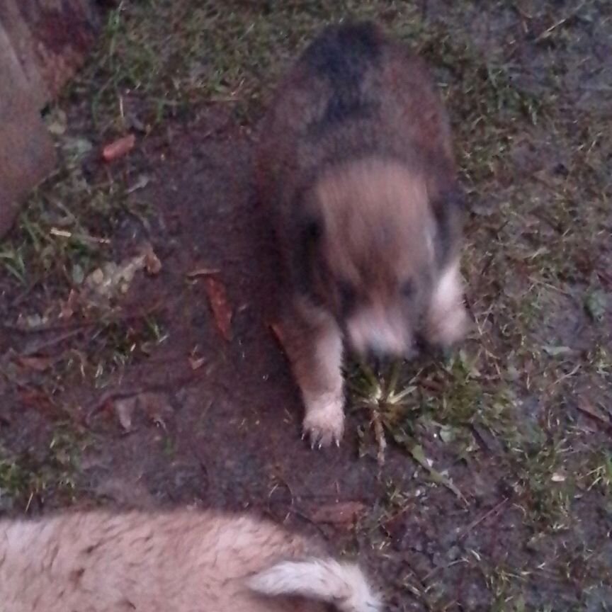 Самоедская собака, щенок