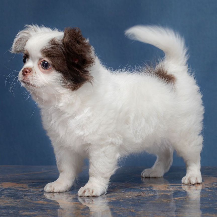 Чихуахуа девочка длинношерстная