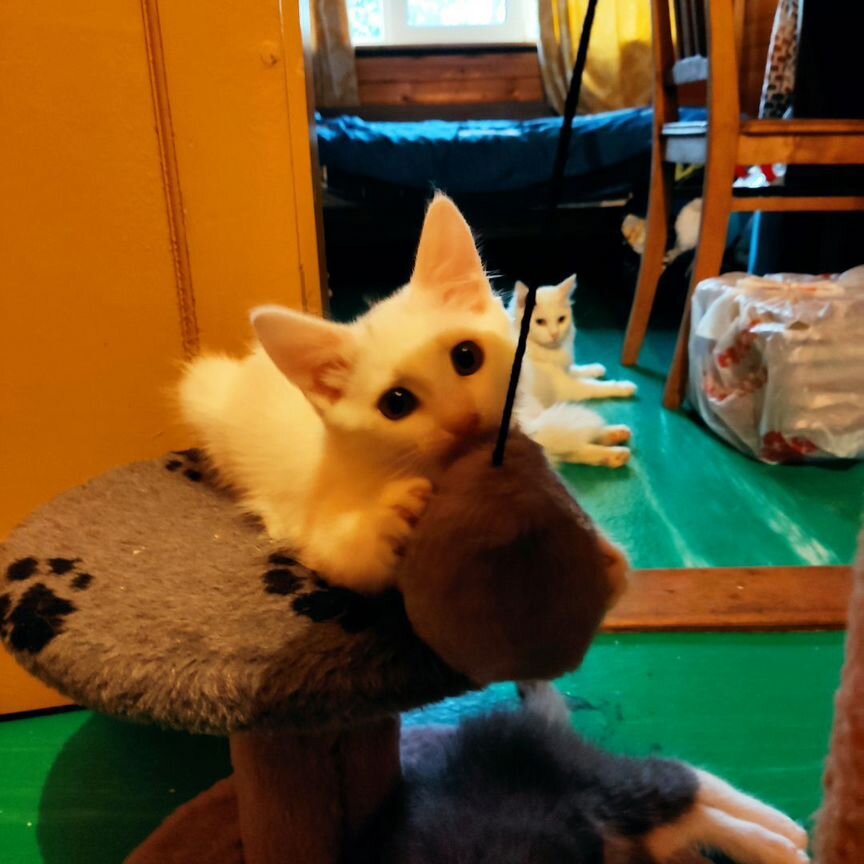 Котёнок в добрые руки
