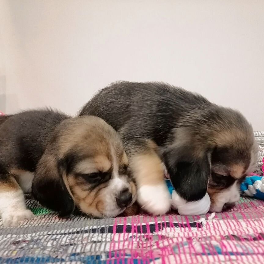 Щенки Бигля