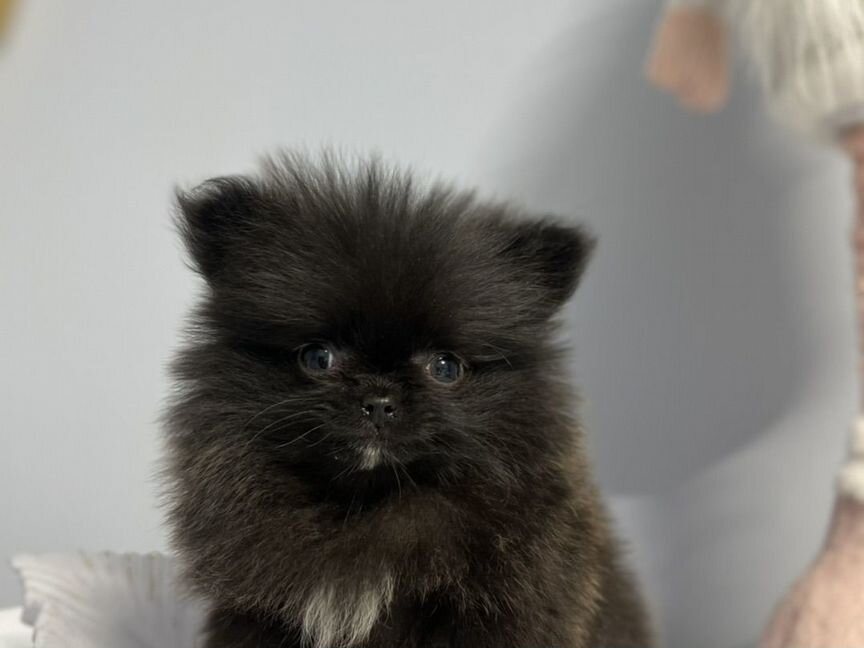 Померанский шпиц super мини черного окраса