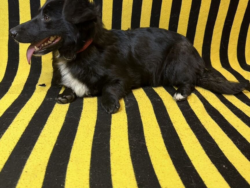 Маленькая собачка в добрые руки