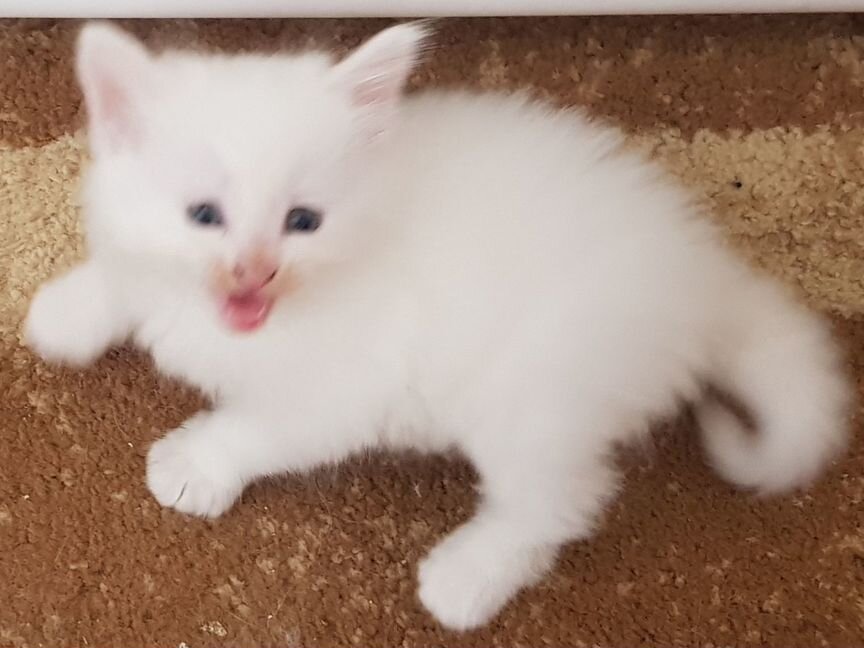 Котята турецкой ангоры