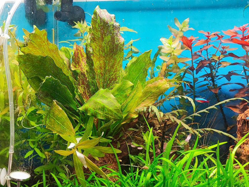 Эхинодорус Красное пламя