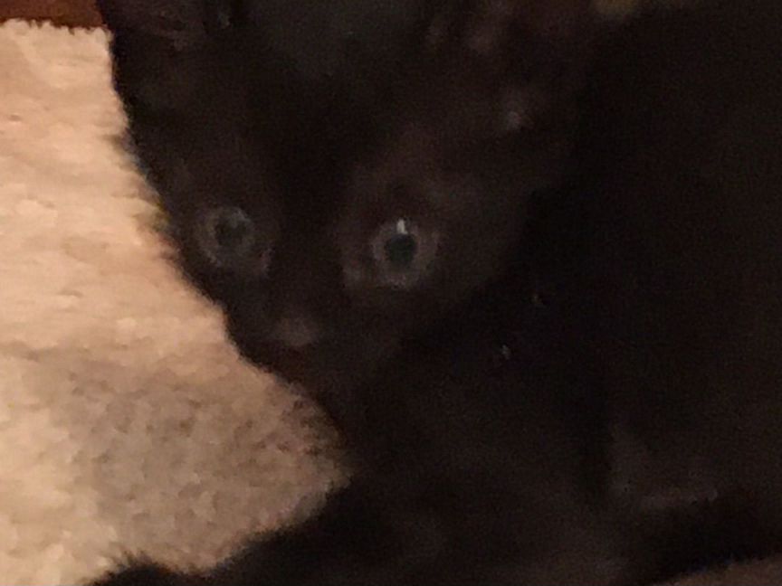Кошка с котятами с у лицы