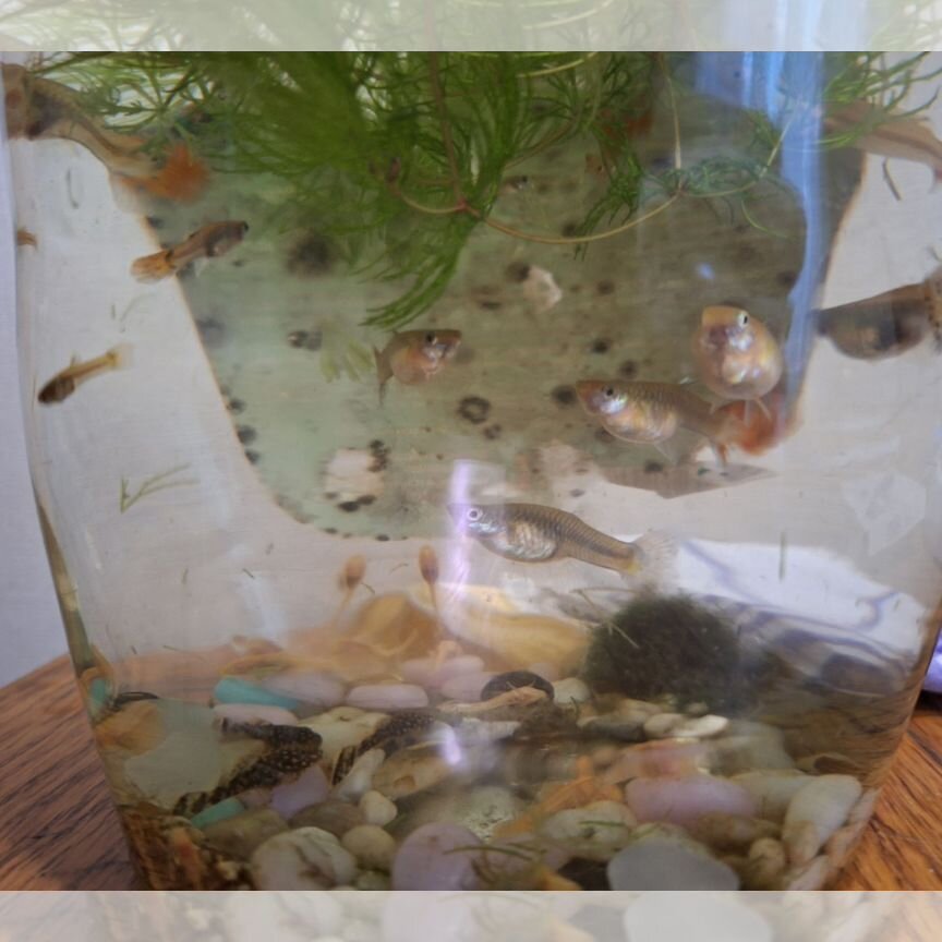 Аквариумные рыбы