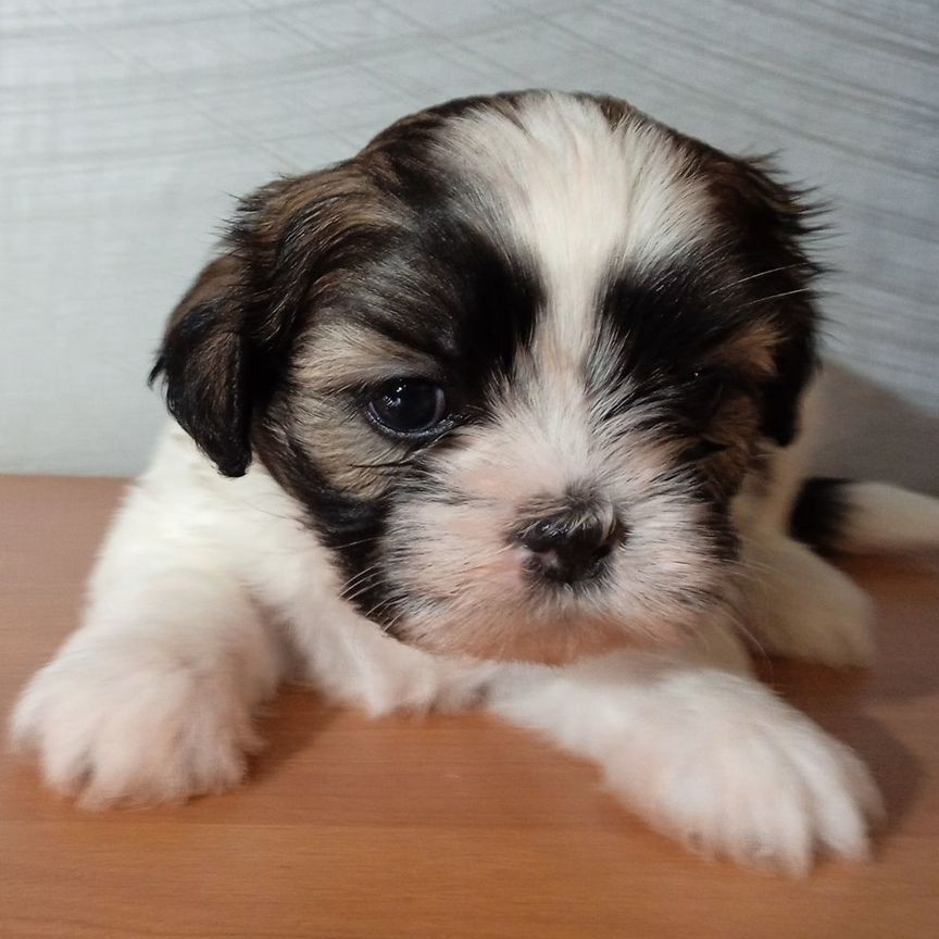 Щенок от частного владельца