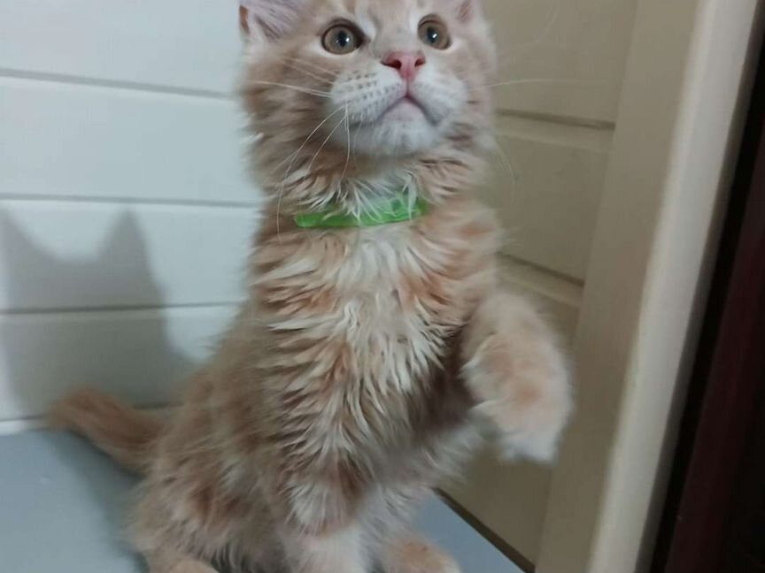 Мальчик персик