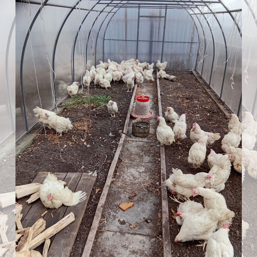 Куры несушки