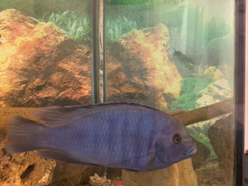 Голубой дельфин