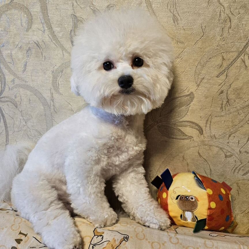 Бишон фризе, щенок