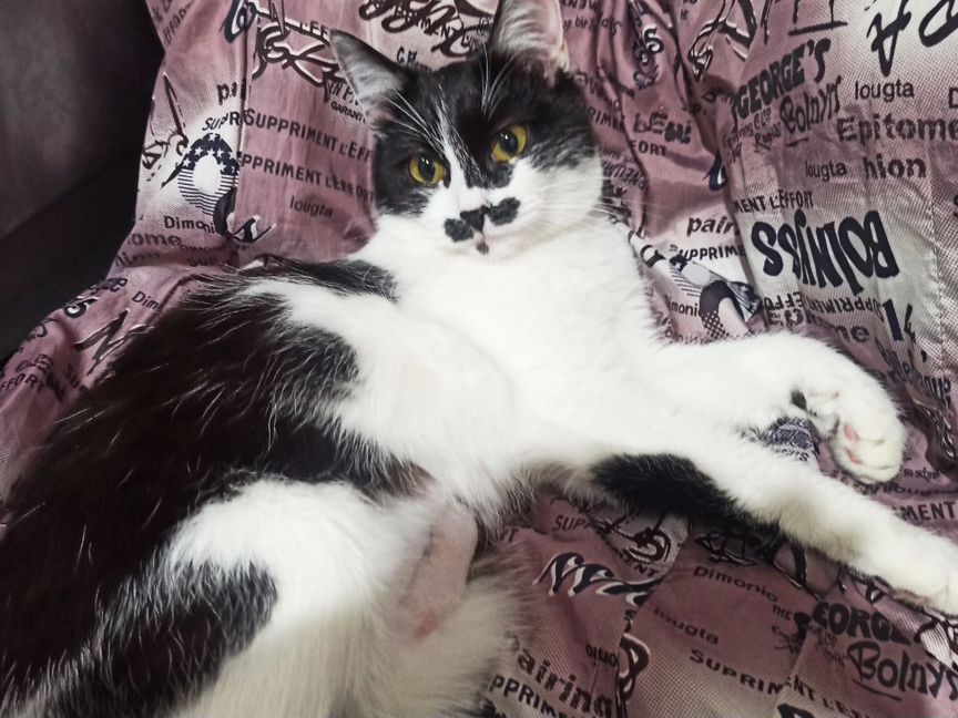 Киска Лариска