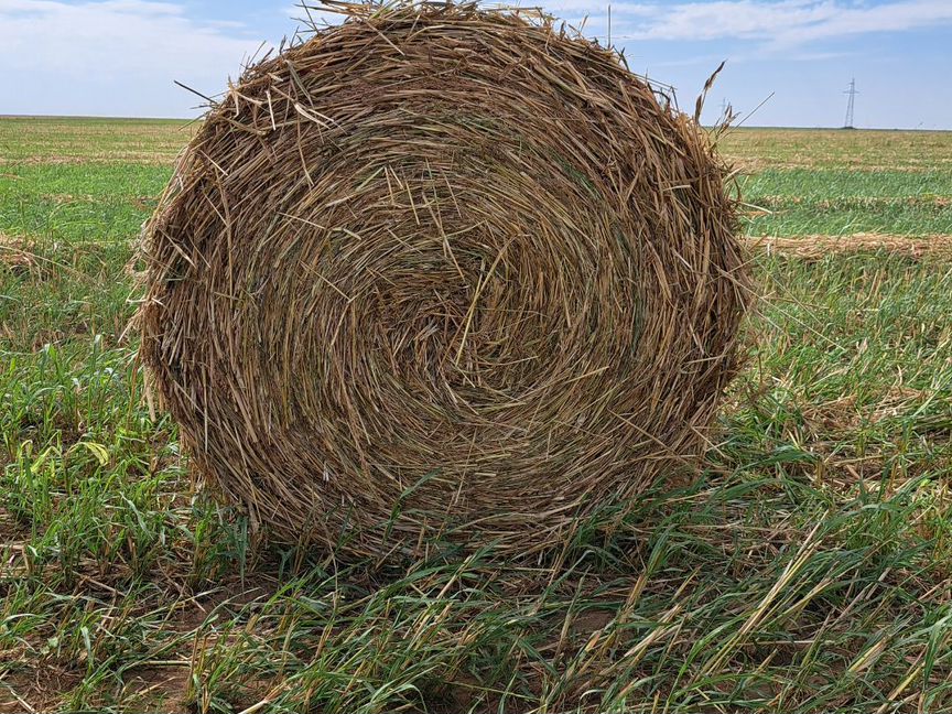 Суданка в рулонах