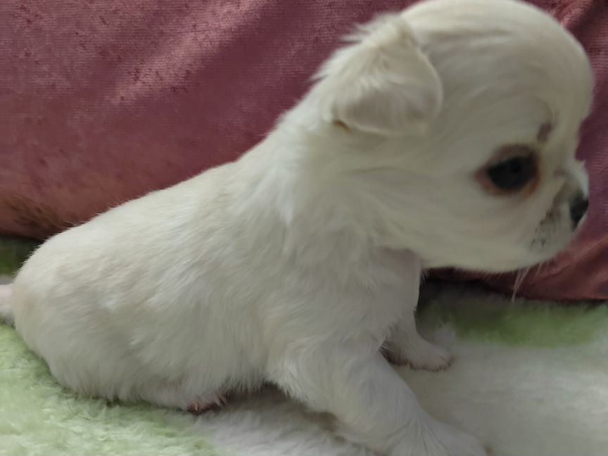 Взбитые сливки