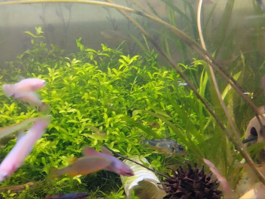 Рыбка петушок