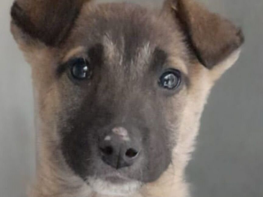 Малышка Марта ищет маму