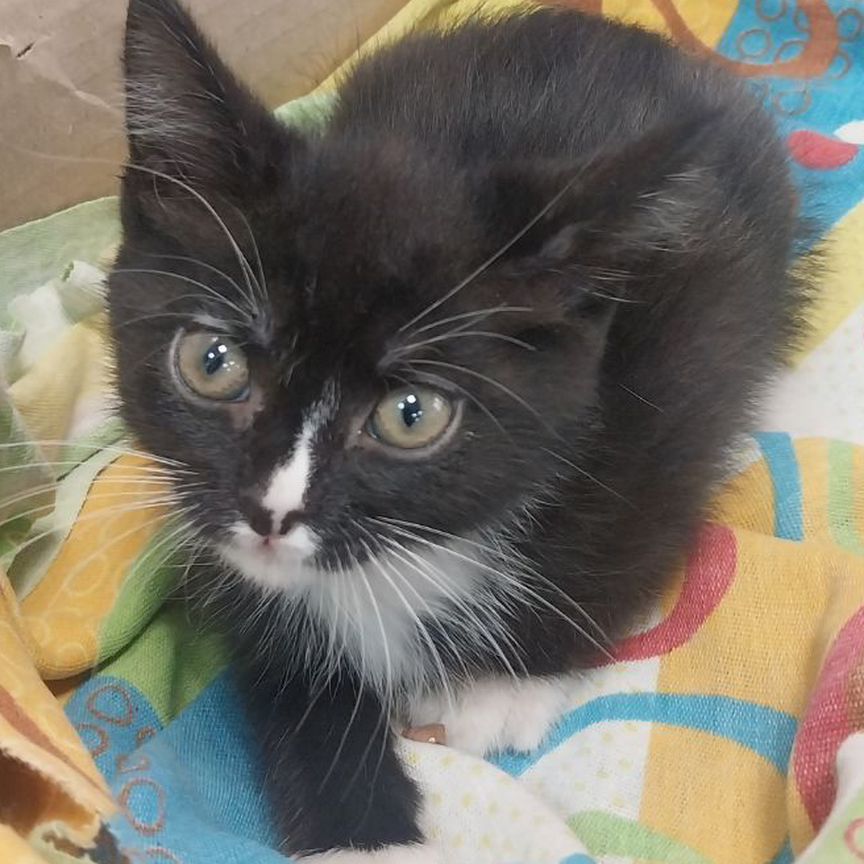 Отдам в добрые руки маленькую котёнка