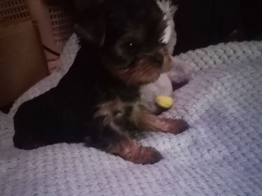 Йоркширский терьер мини щенки бейби фейс