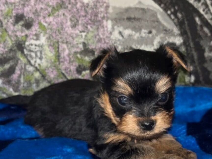 Йоршский терьер