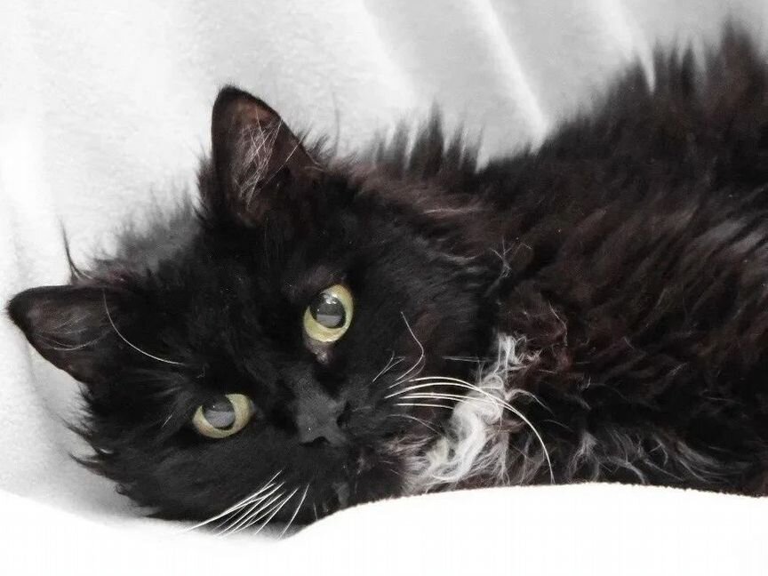 Индиру не хотят брать из-за возраста