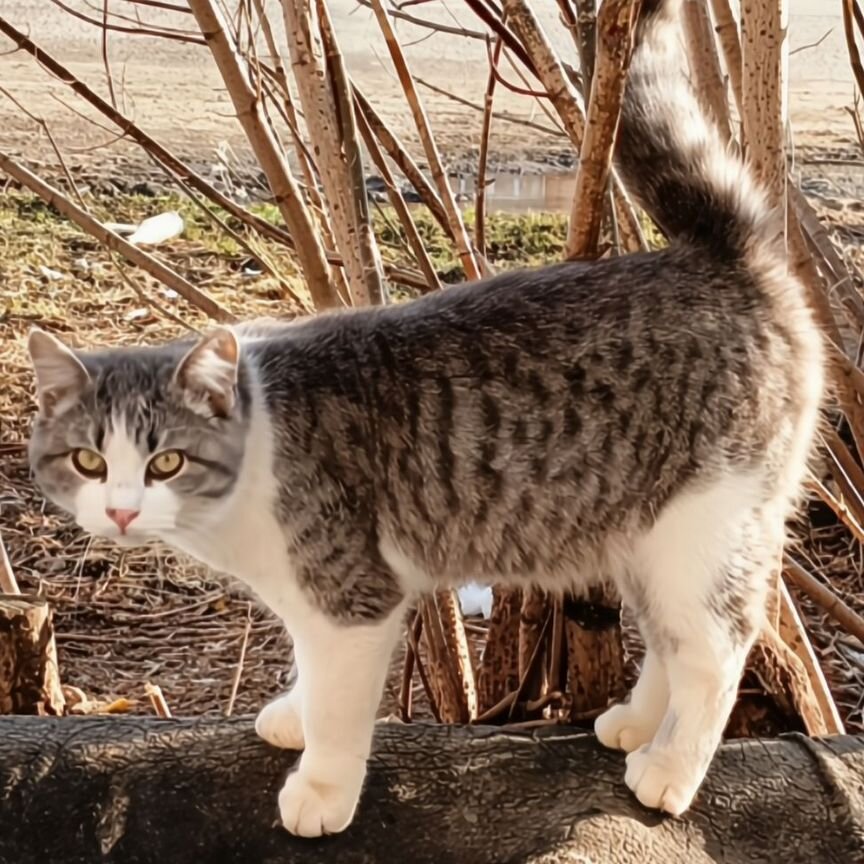 Британский короткошёрстный котёнок