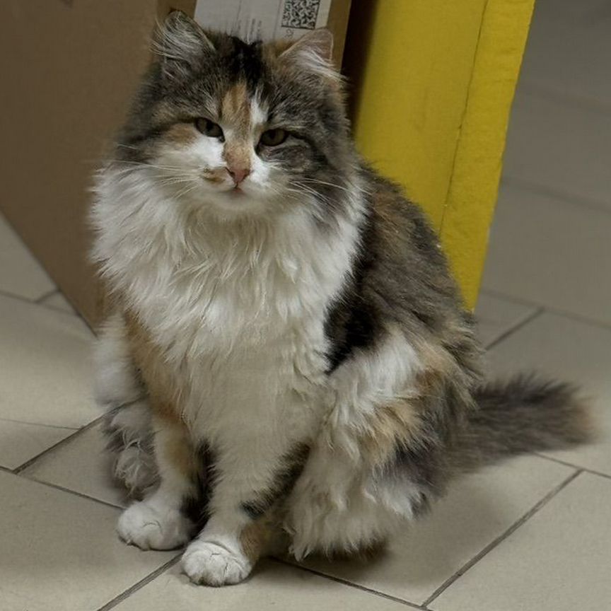 Кошечка бесплатно