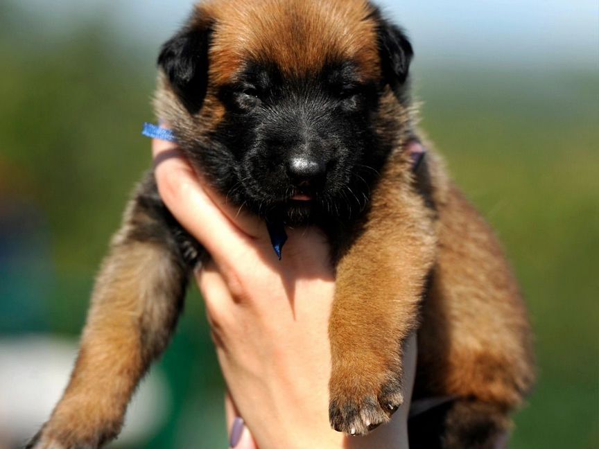 Бельгийская овчарка. Щенки малинуа