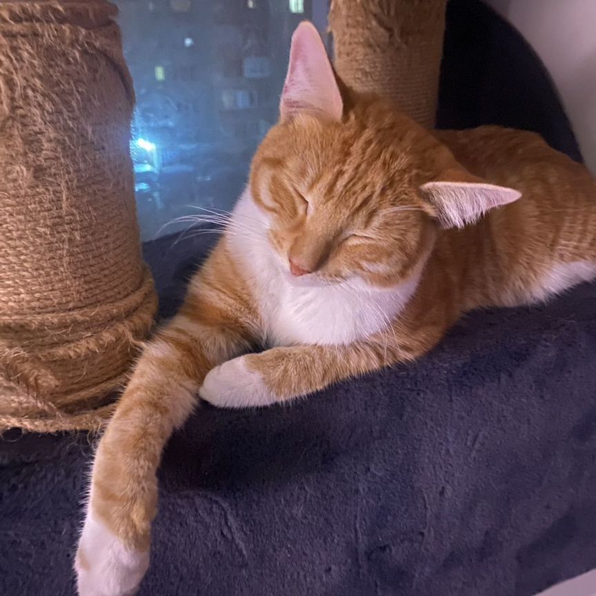 Которебёнок