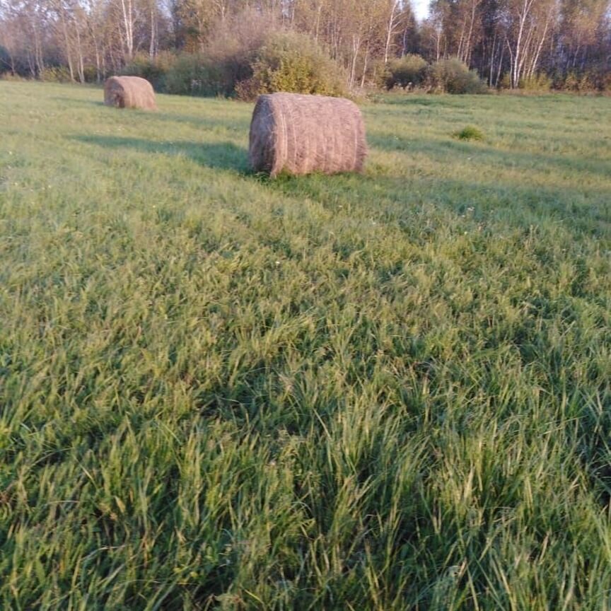 Сено в рулонах