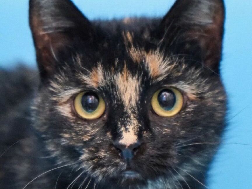 Кошечка-ласкушка