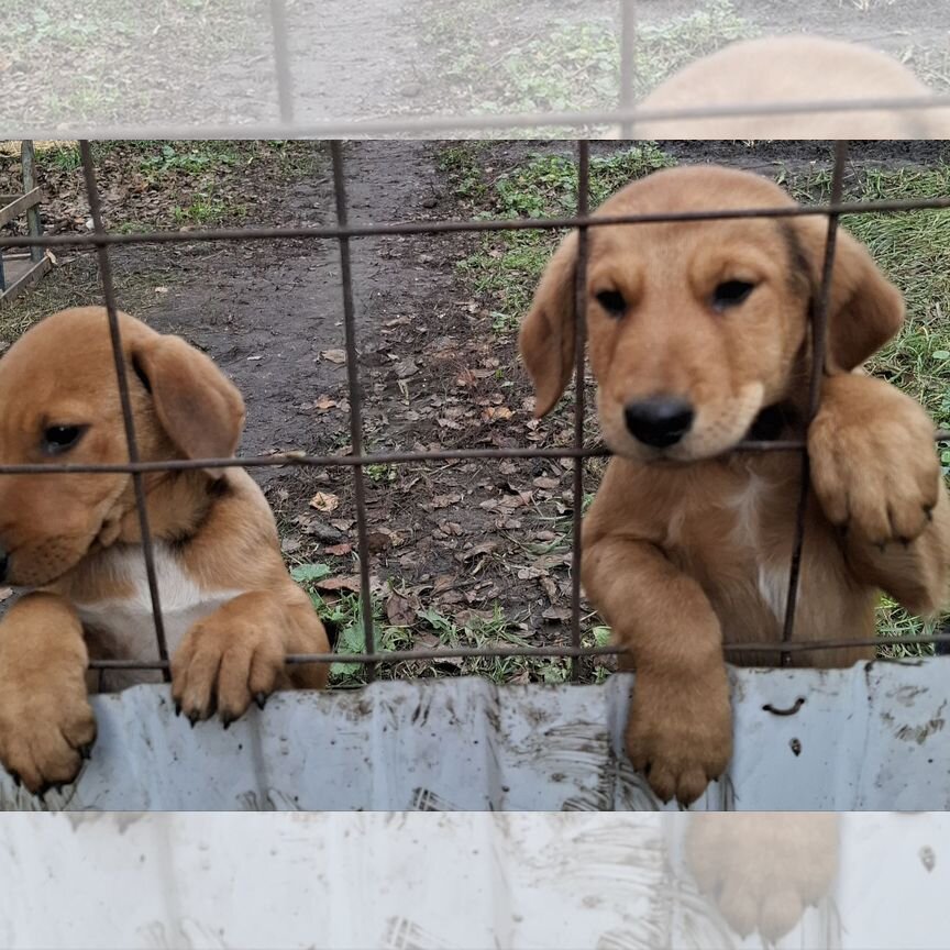 Эстонская гончая, щенок