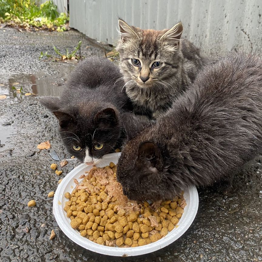 Котёнок в добрые руки